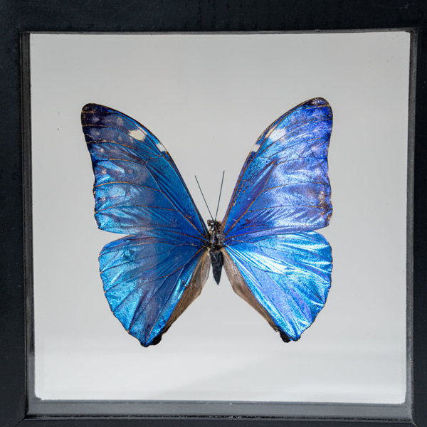 Astro Gallery of Gems Genuine Single Morpho Marcus Butterfly In Black Display Frame | Perigold